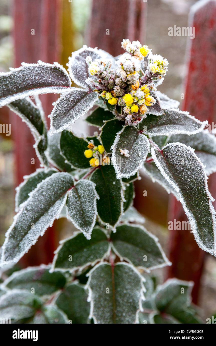 First autumn frost. Morning frost. Green ilex branches and leaves in ...