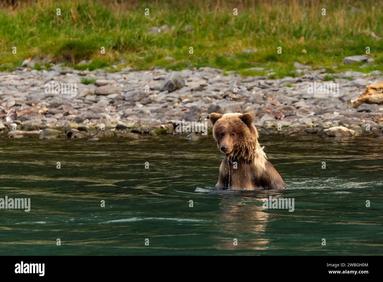 A brown bear is standing in a river, looking towards the camera. The ...