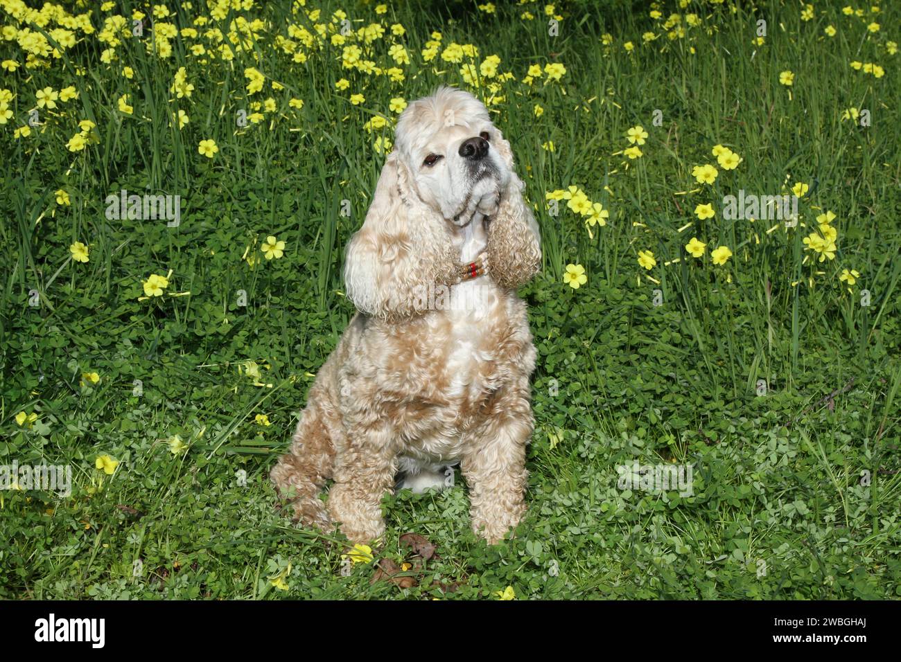 Cocker Spaniel sitting in a field of wildflowers Stock Photo - Alamy