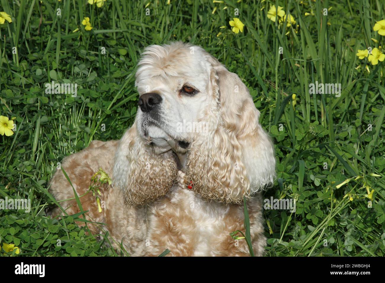 Cocker Spaniel portrait in a field of wildflowers Stock Photo - Alamy