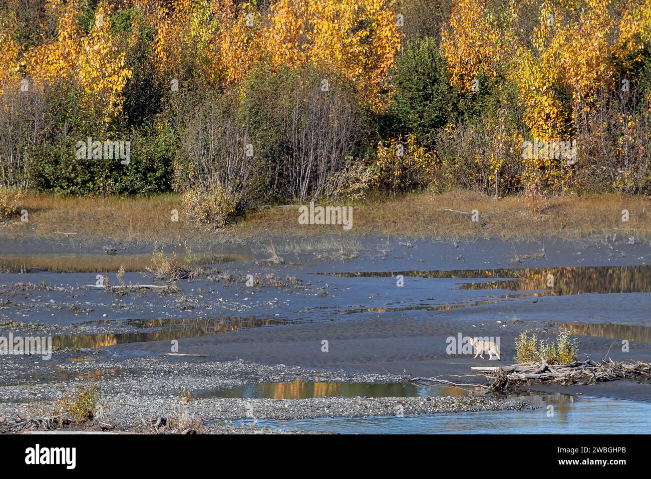 Coyote, Canis latrans, wandering a river bank amid the yellow fly ...