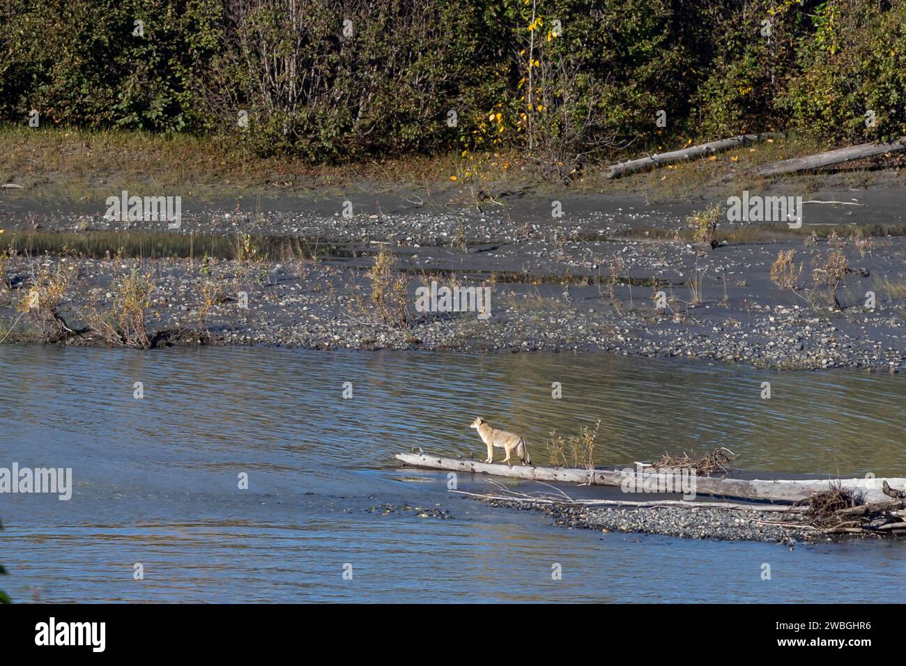 Coyote, Canis latrans, wandering a river bank amid the yellow fly ...