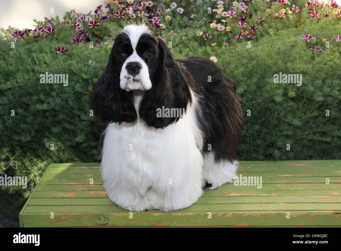 Cocker Spaniel standing on bench with greenery and flwers in background ...