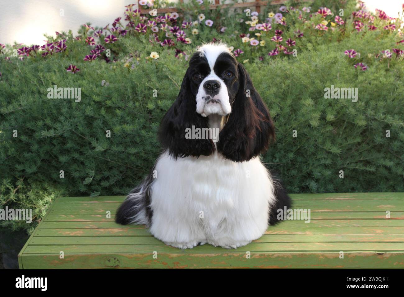 Cocker Spaniel sitting on a bench with greenery and flowers in ...