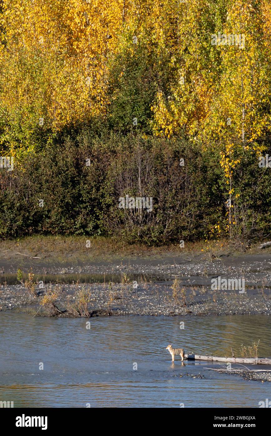 Coyote, Canis latrans, wandering a river bank amid the yellow fly ...