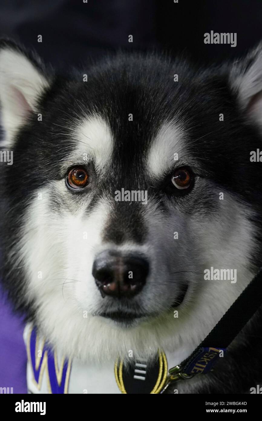 HOUSTON, TX - JANUARY 08: Washington Huskies mascot, Dubs, before the ...