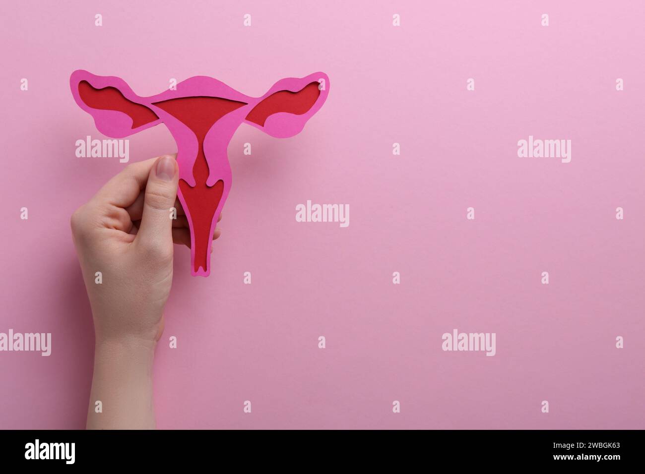 Paper female reproductive system hi-res stock photography and images ...