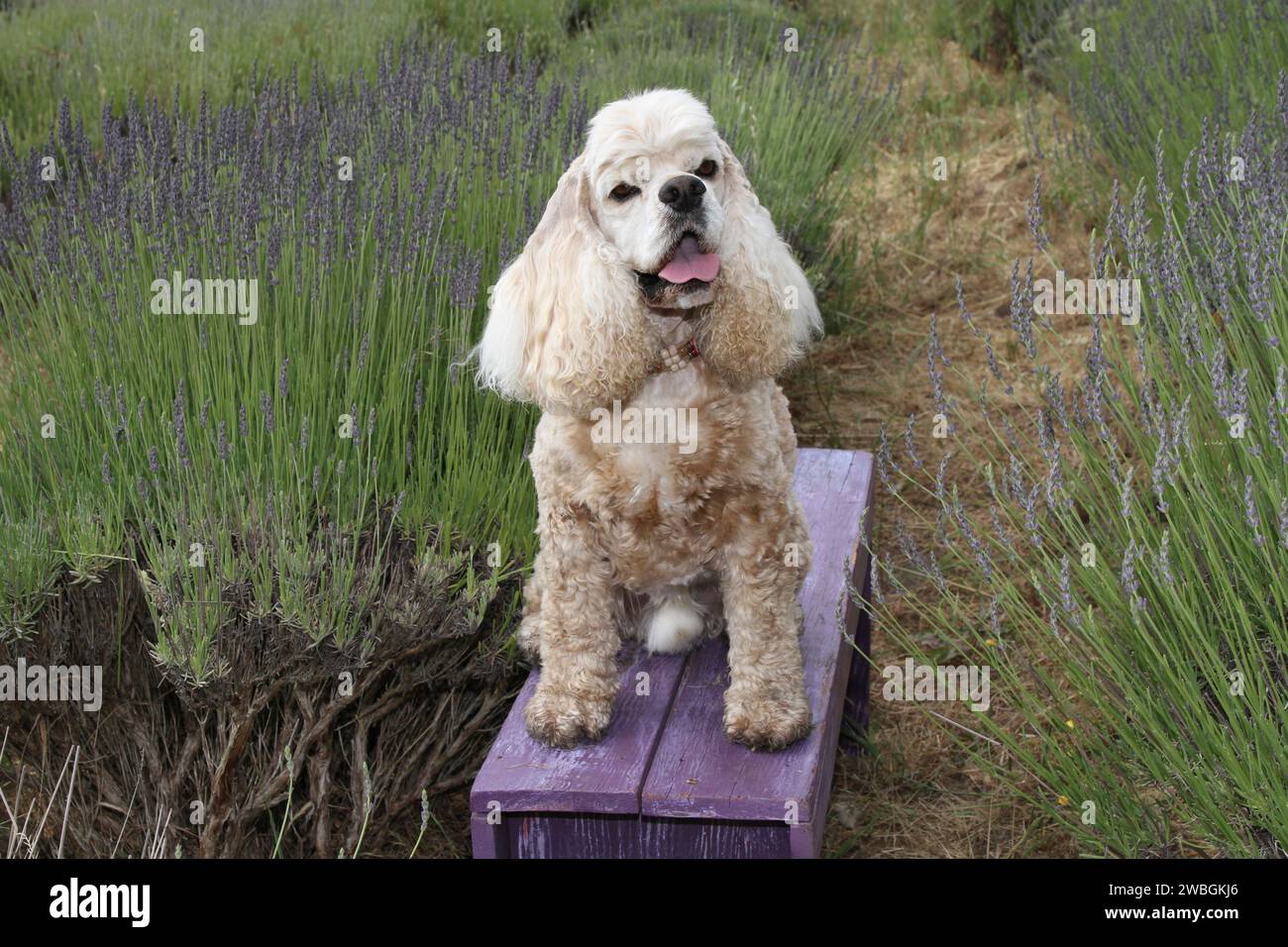 Cocker Spaniel sitting on a bench in the lavendeer fileds Stock Photo ...