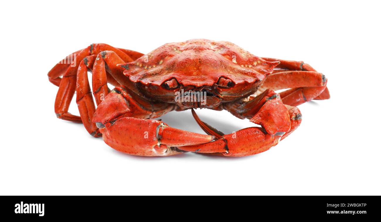One delicious boiled crab isolated on white Stock Photo - Alamy