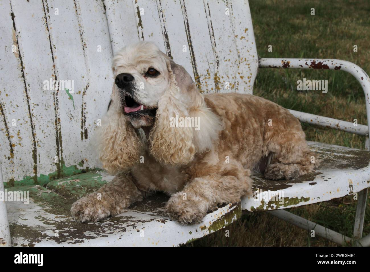 Cocker Spaniel lying on an old rusty metal bench Stock Photo - Alamy