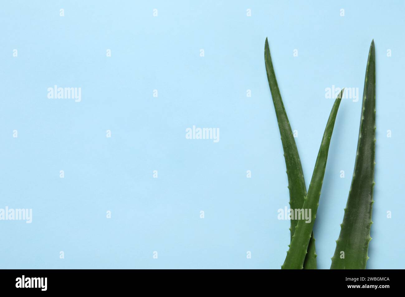 Fresh aloe vera leaves on light blue background, flat lay. Space for ...