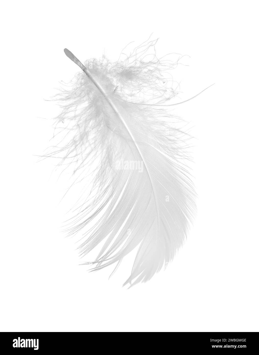 Beautiful fluffy bird feather isolated on white Stock Photo - Alamy