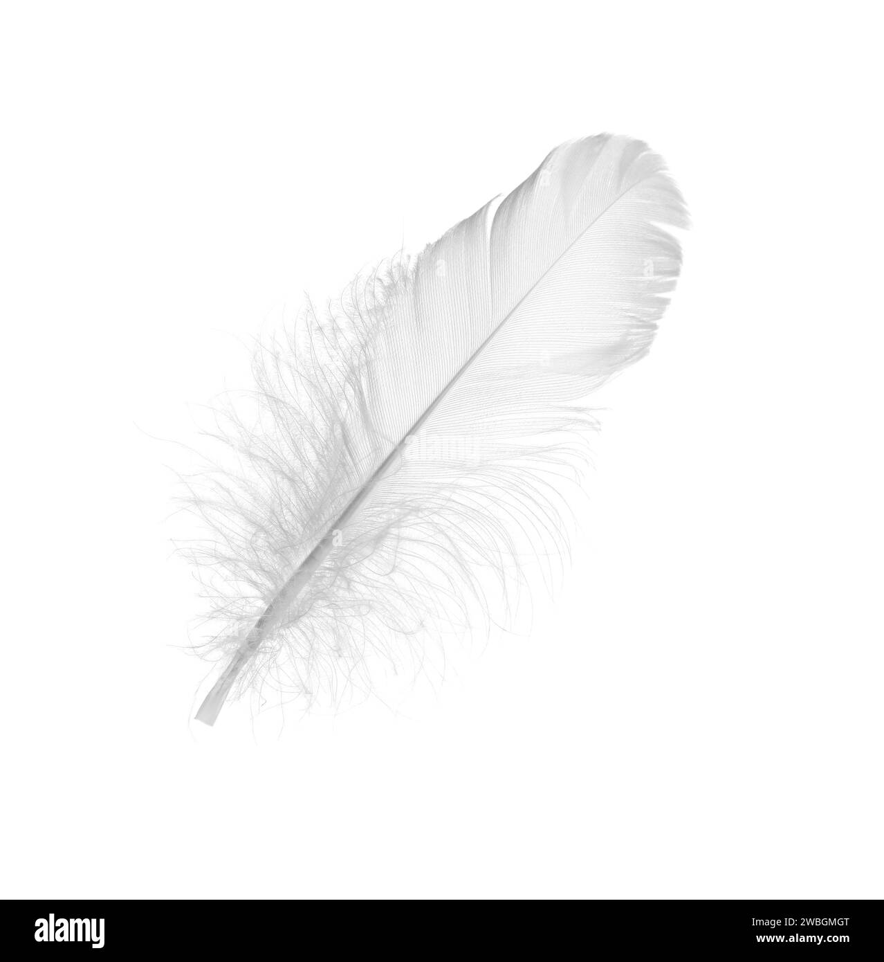 Beautiful fluffy bird feather isolated on white Stock Photo - Alamy
