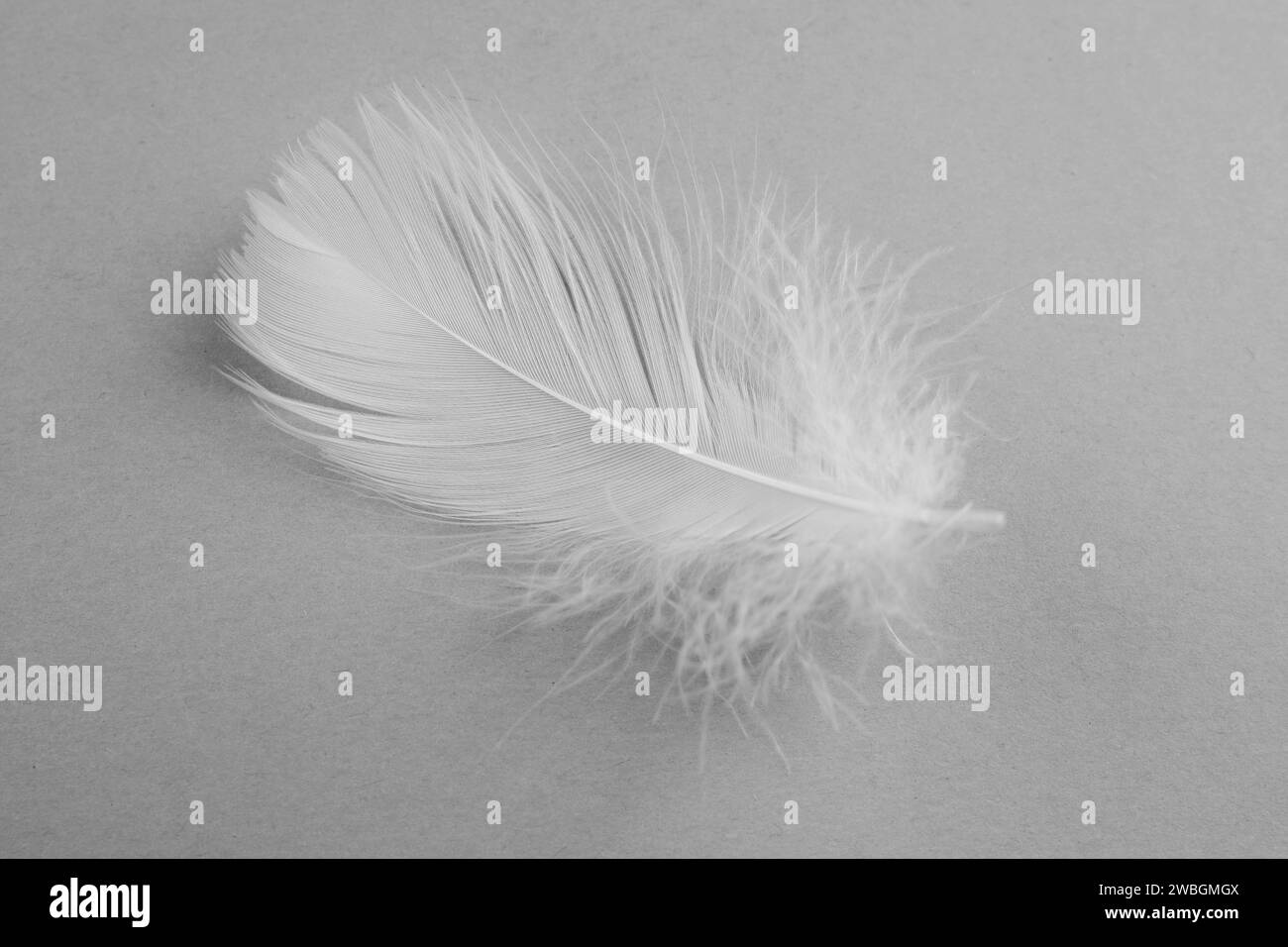 Fluffy white feather on light grey background, top view Stock Photo - Alamy