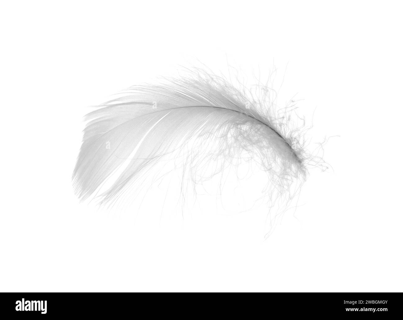 Beautiful fluffy bird feather isolated on white Stock Photo - Alamy