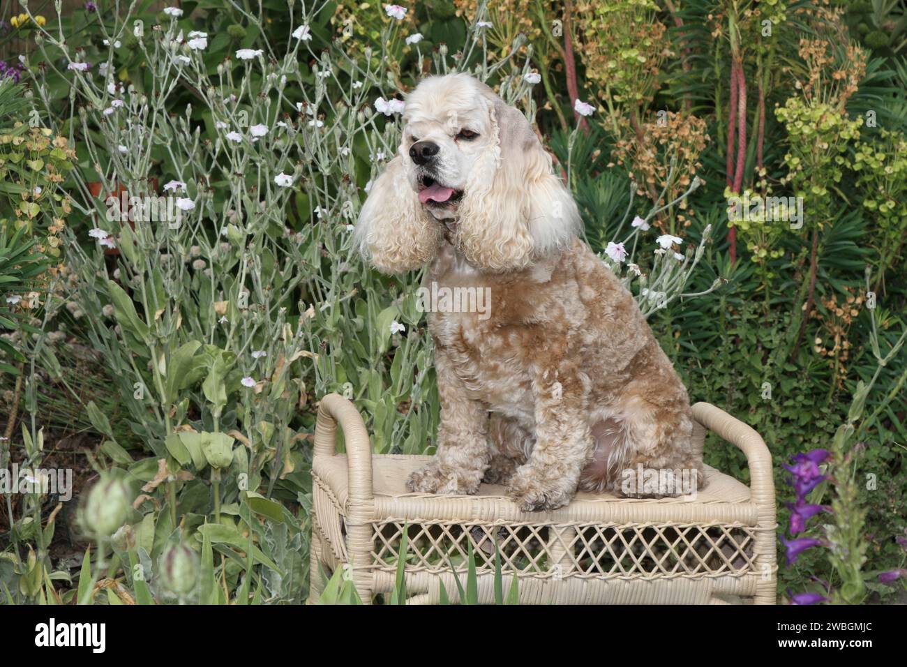 Cocker Spaniel sitting on a bench in a flower garden Stock Photo - Alamy