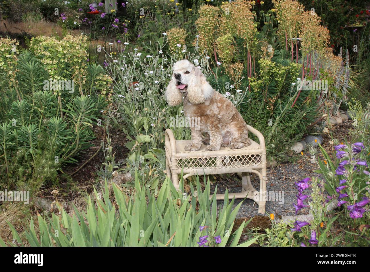 Cocker Spaniel sitting on a bench in a flower garden Stock Photo - Alamy