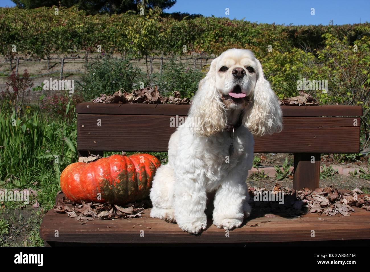 Cocker Spaniel sitting next to a pumpkin on a bench in the vineyards ...