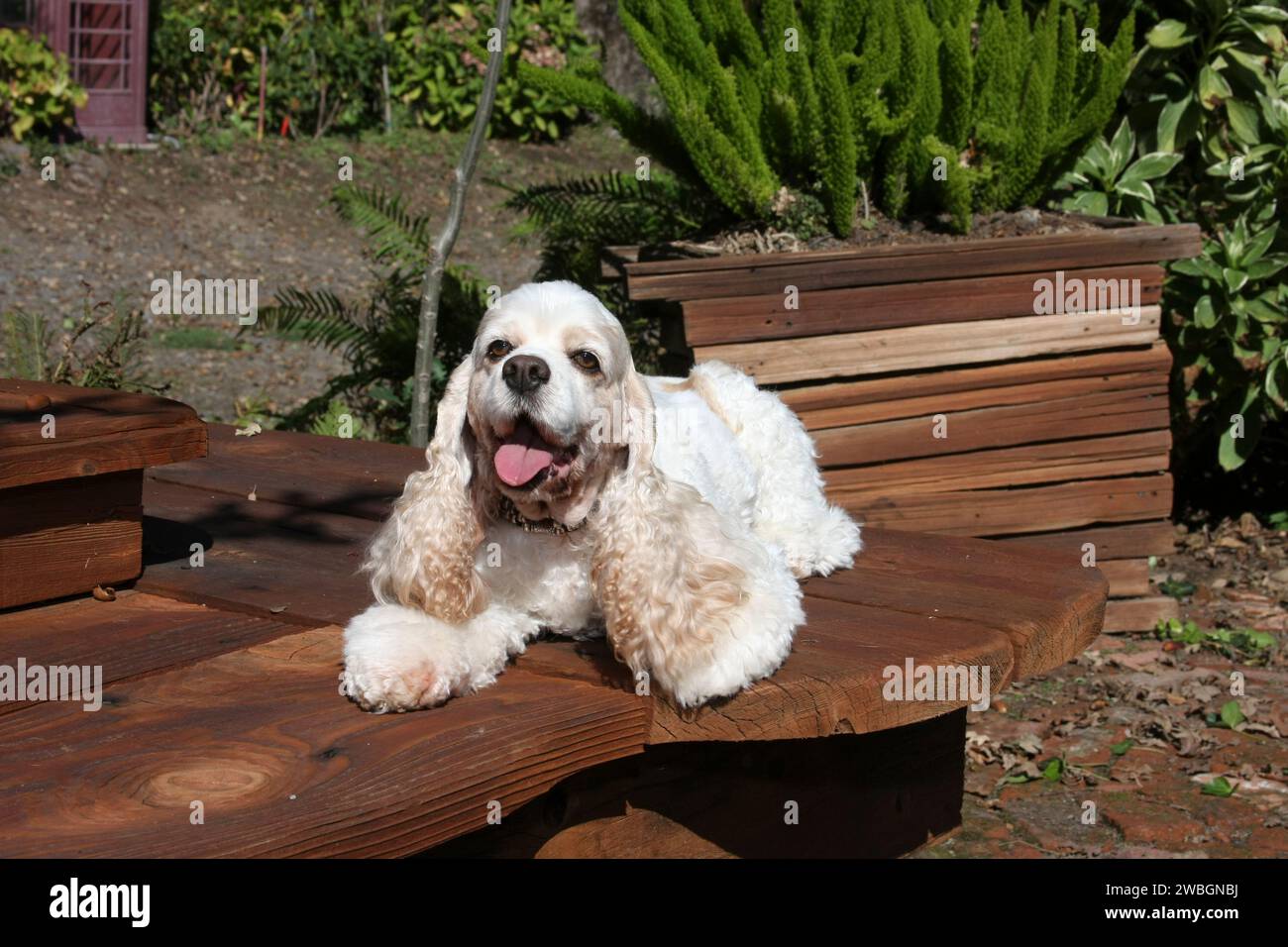 Dog lying on garden bench hi-res stock photography and images - Alamy