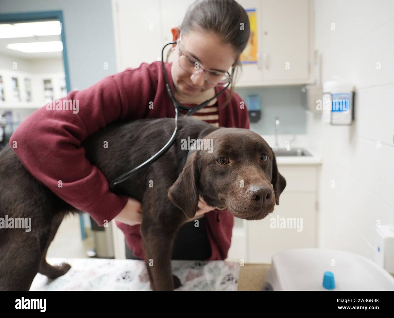 St. Louis, United States. 14th Jan, 2024. Humane Society worker Jessie ...