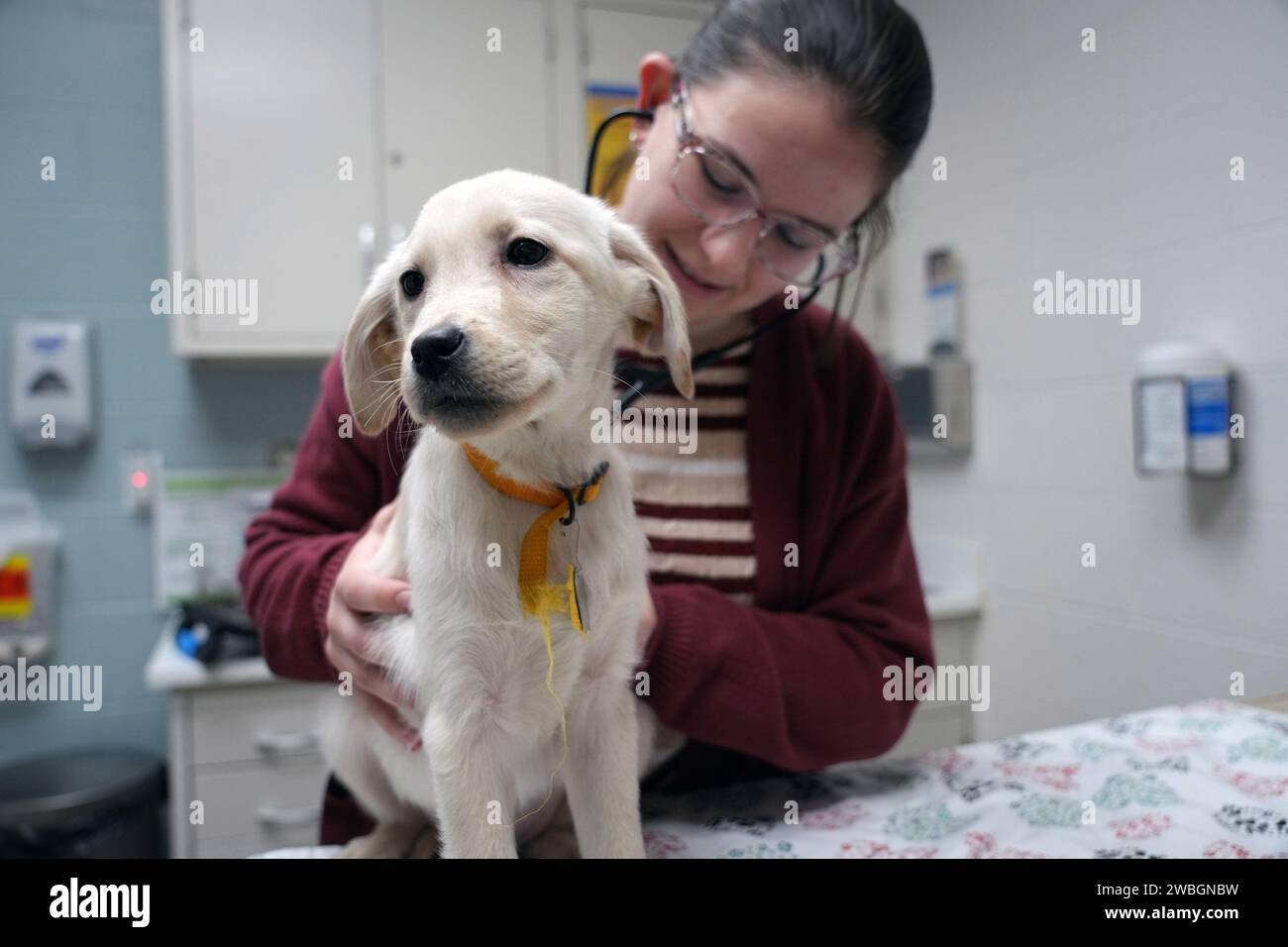 St. Louis, United States. 14th Jan, 2024. Humane Society worker Jessie ...