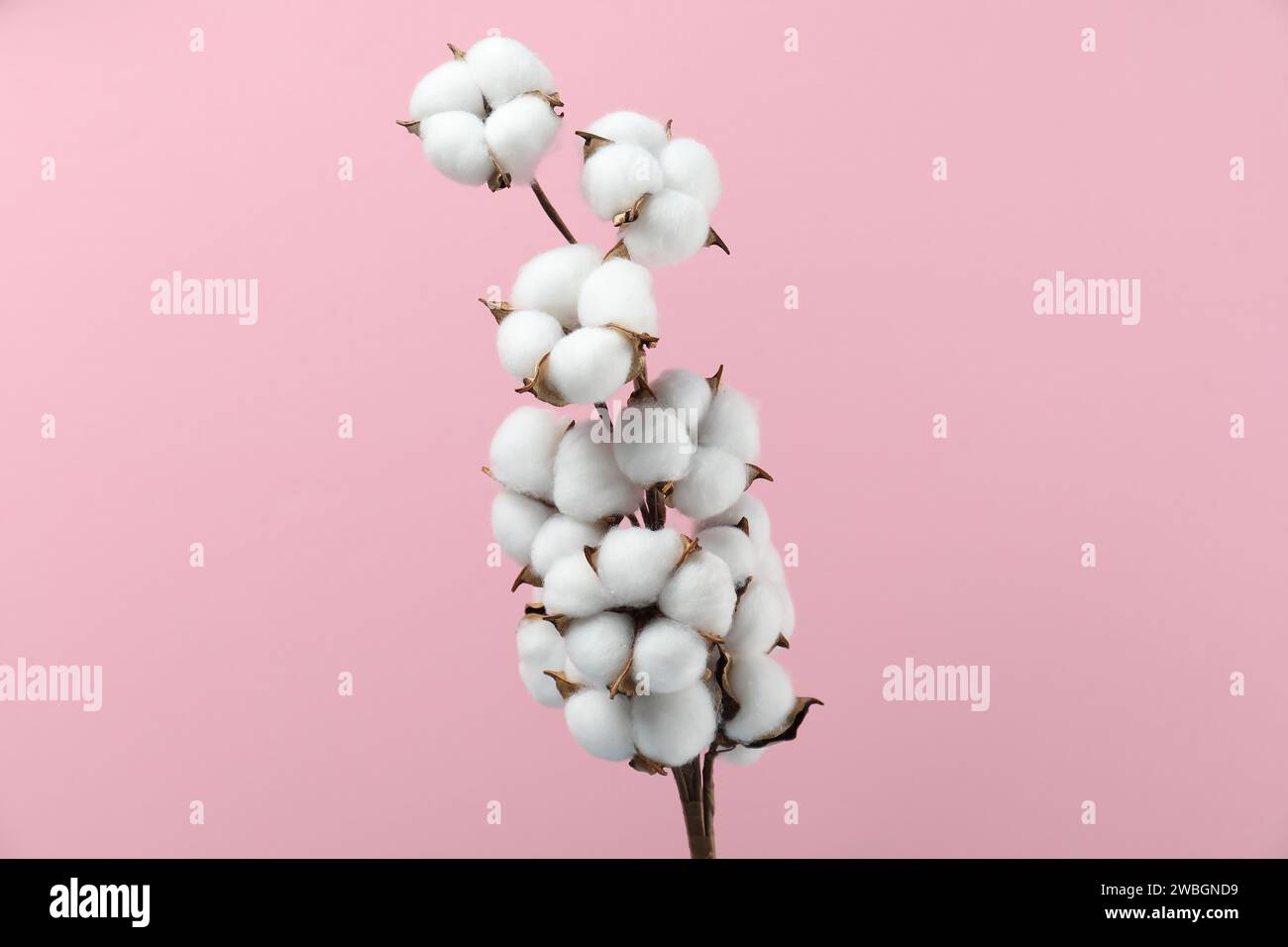 Beautiful cotton branch on hi-res stock photography and images - Alamy