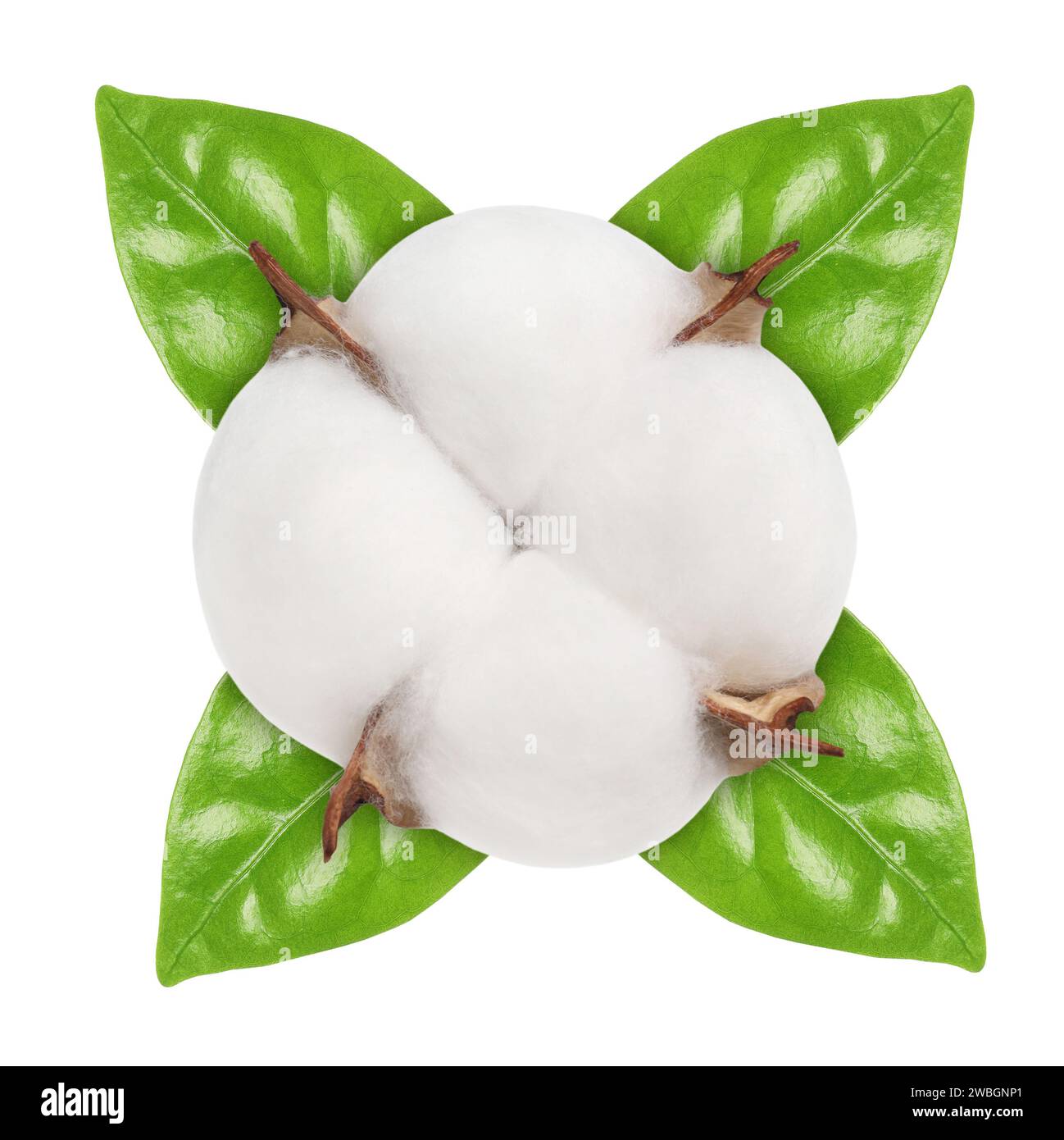 Fluffy cotton flower and green leaves isolated on white Stock Photo - Alamy