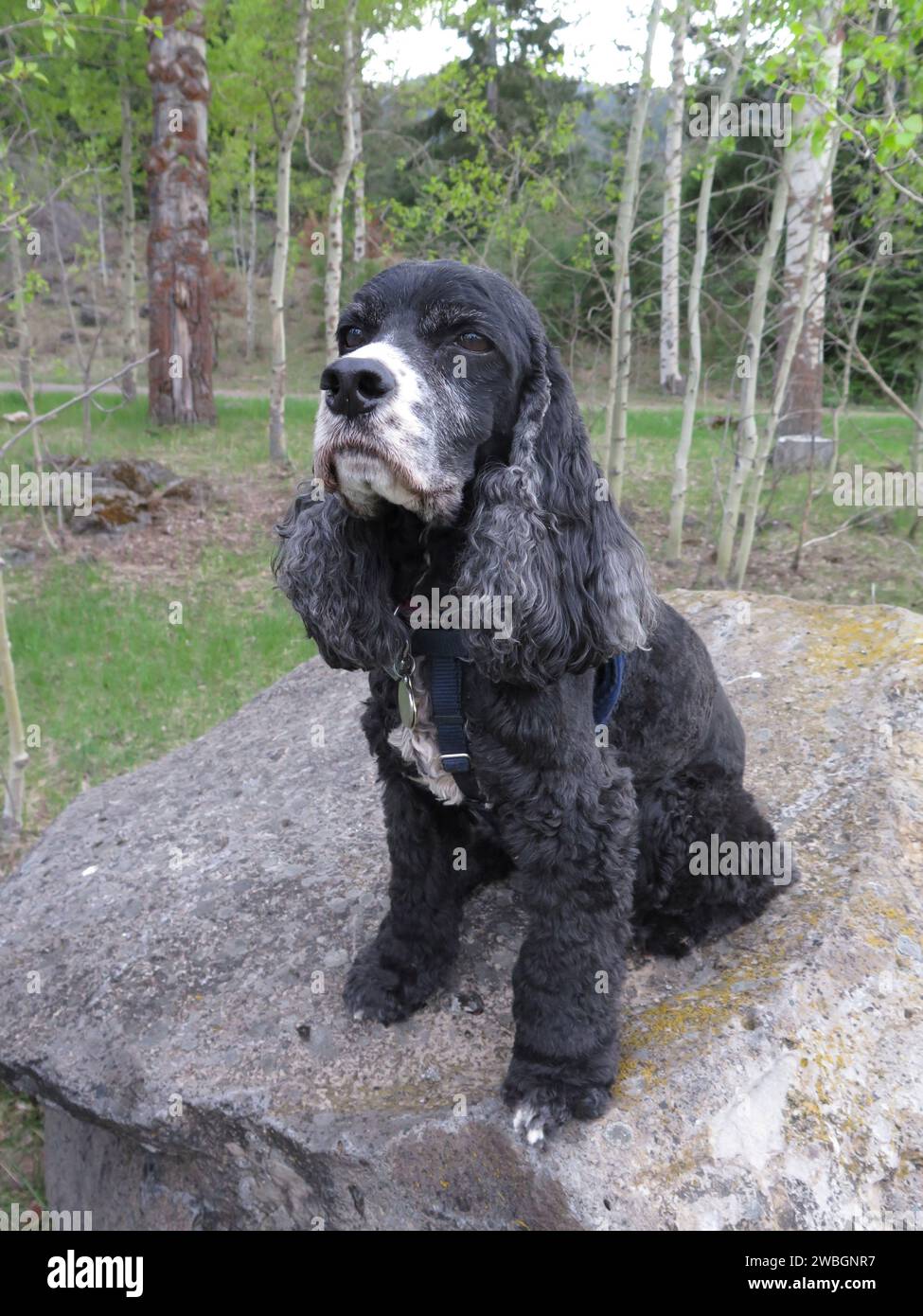Cocker Spaniel sitting on a rock in the forest Stock Photo - Alamy