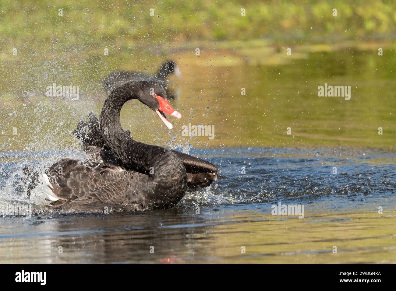 Native australian birds hi-res stock photography and images - Alamy