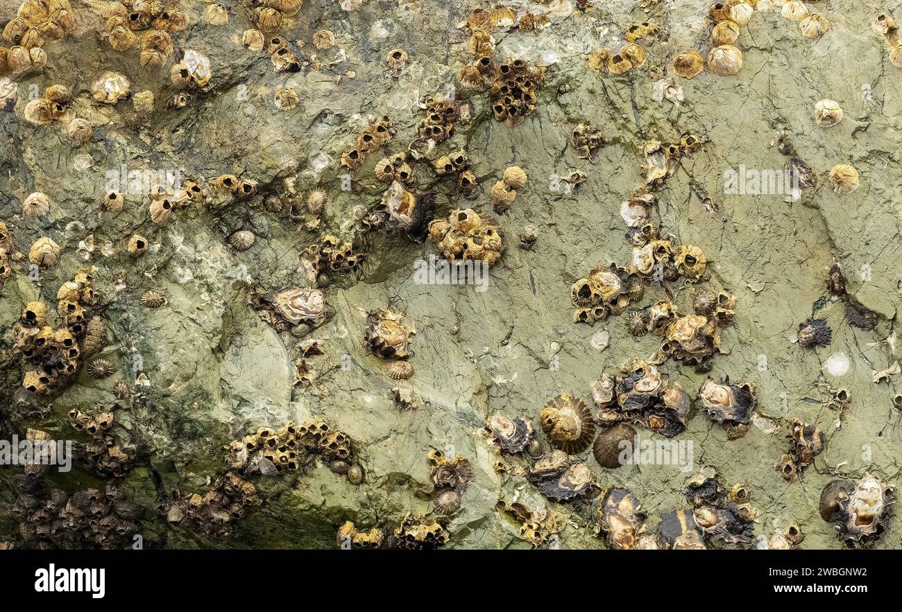 Mollusk shells growing on a sea rock background, texture and overlay ...