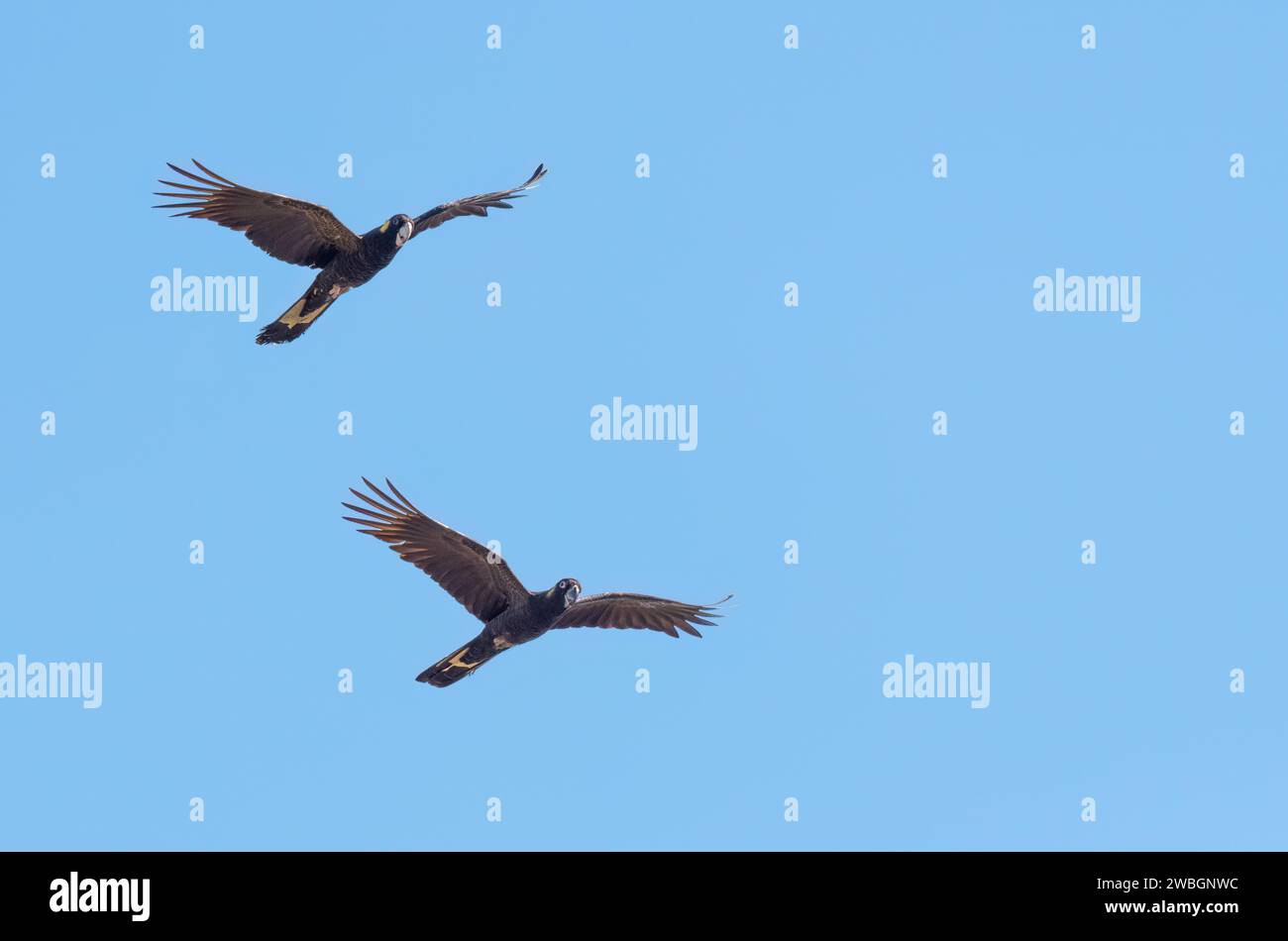 A pair of Yellow tailed black cockatoos in flight with an isolated blue ...