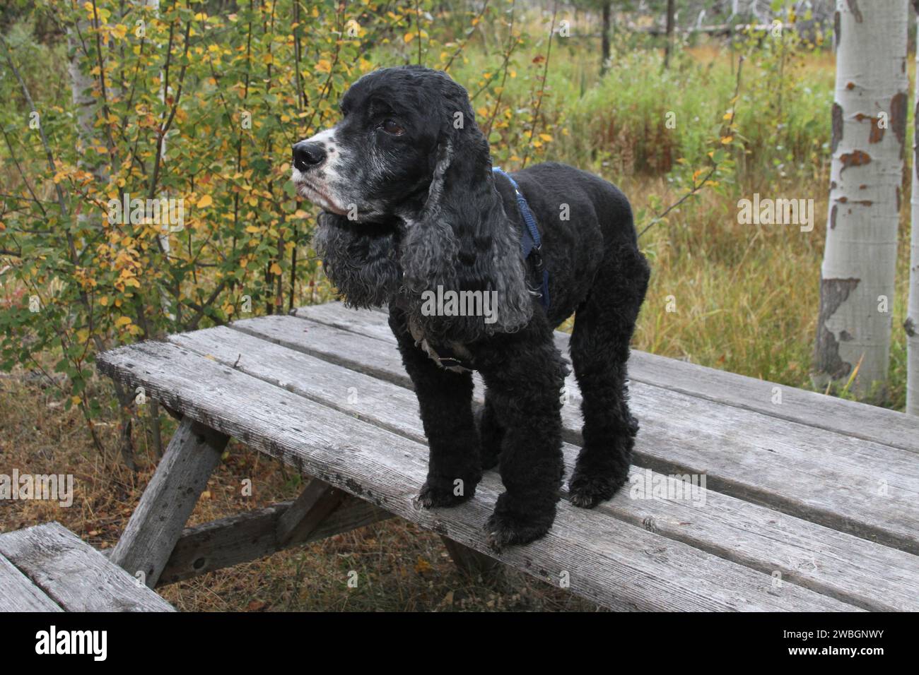 Cocker Spaniel standing on a picnic table in the forest Stock Photo - Alamy