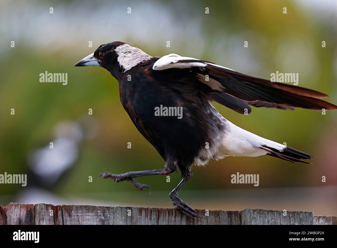Beautiful magpie bird on the fence dancing about. Feathered friend ...