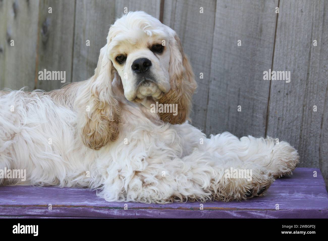 Purple bench hi-res stock photography and images - Alamy