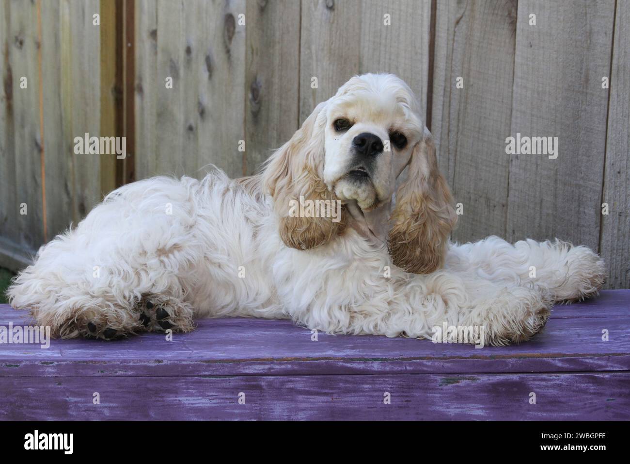 Cocker Spaniel lying on a purple bench against a fence Stock Photo - Alamy