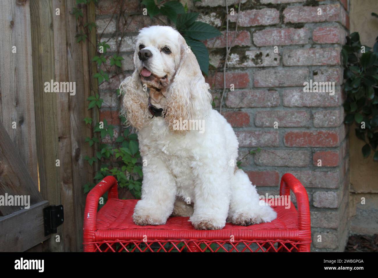 Cocker Spaniel sitting on a red bench against a brick wall with ivy ...