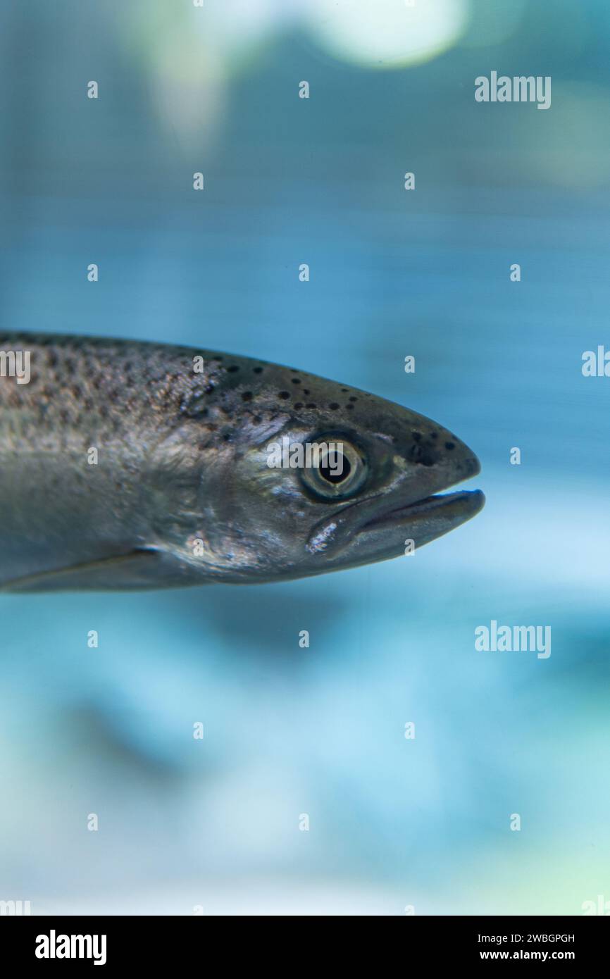 Gray fish with orange eyes Stock Photo - Alamy