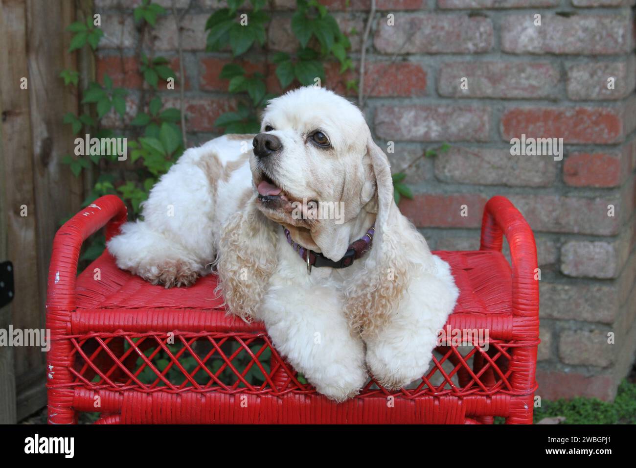 Cocker Spaniel lying on a red bench against a brick wall with ivy Stock ...