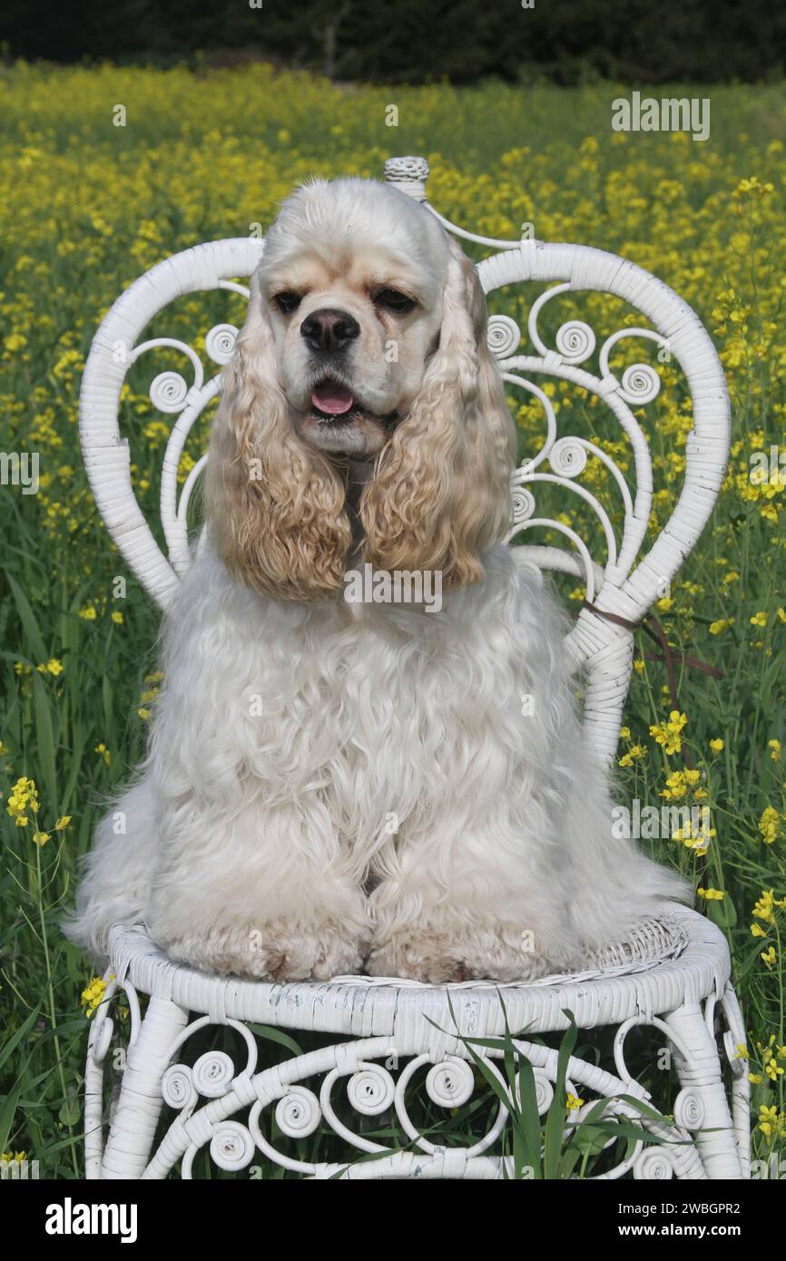 Cocker Spaniel sitting in a chair in a mustard flower field Stock Photo ...