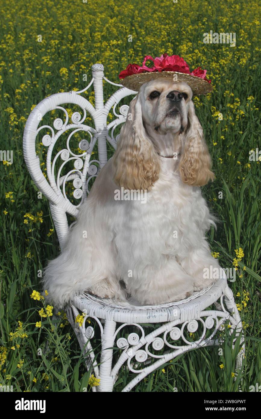 Cocker Spaniel wearing a hat sitting on a chiar in a mustard flower ...
