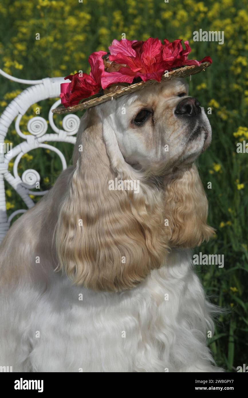 Cocker Spaniel portrait with a hat on sitting in a chair in a mustard ...