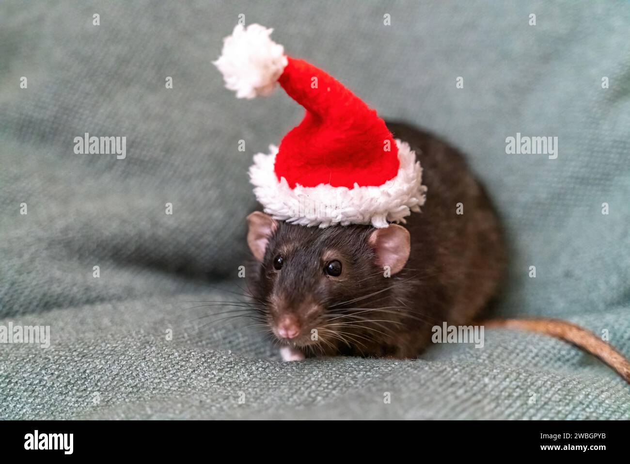 Rat Santa hat. Symbol of the Chinese New Year. Funny black rat Dumbo in ...