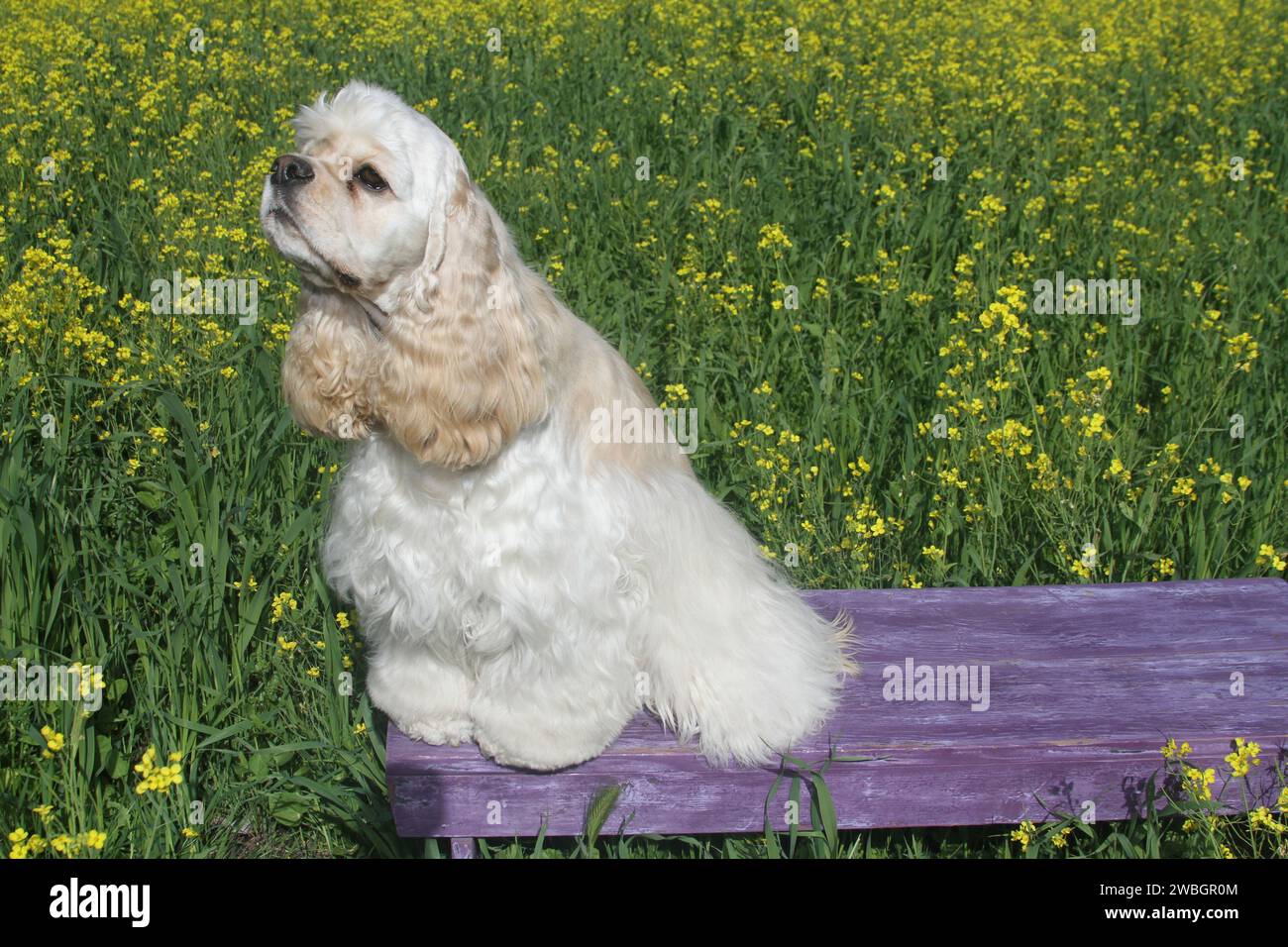 Cocker Spaniel sitting on a bench in a mustard flower field Stock Photo ...