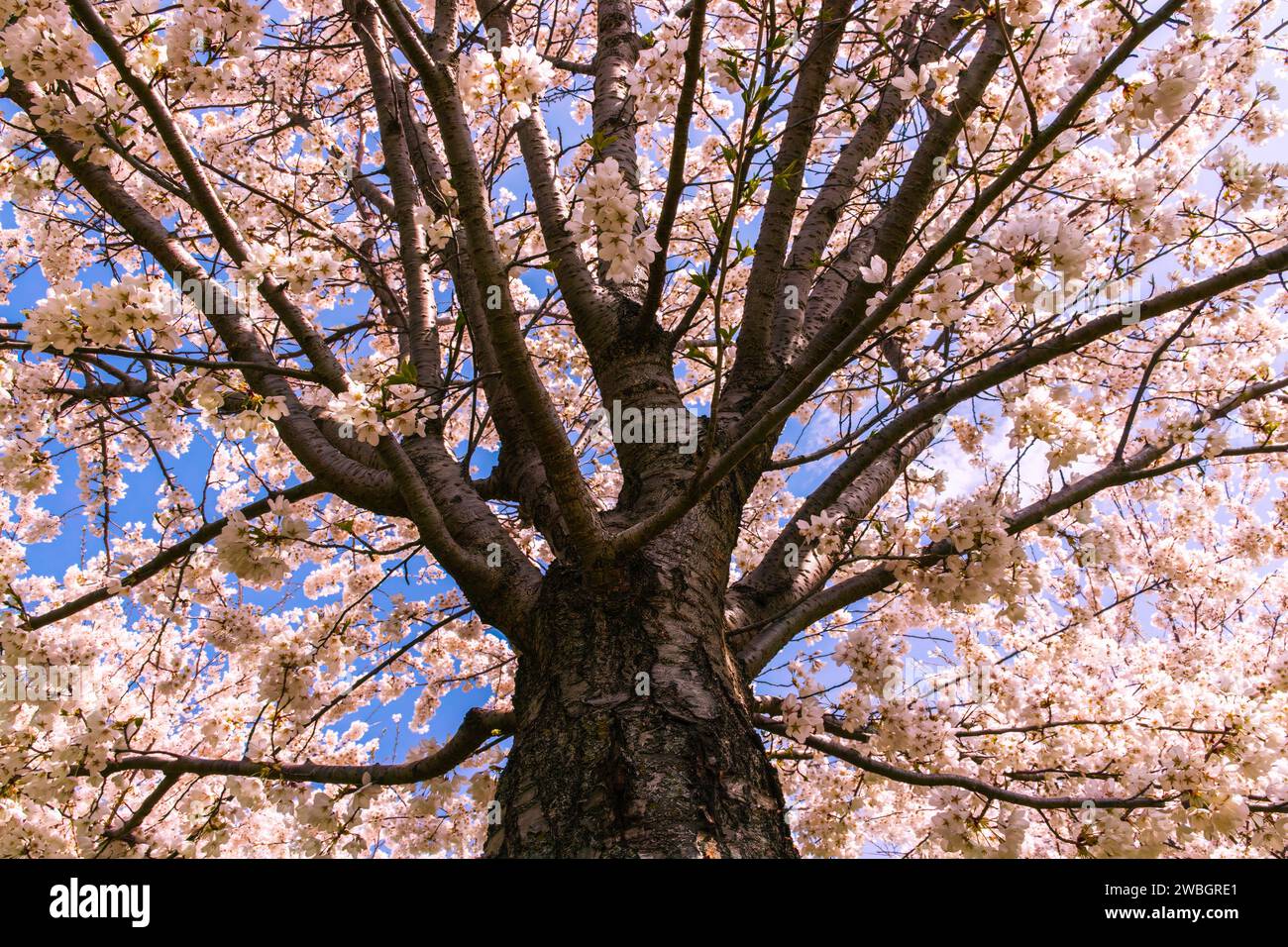 Floral landscape from bottom hi-res stock photography and images - Alamy