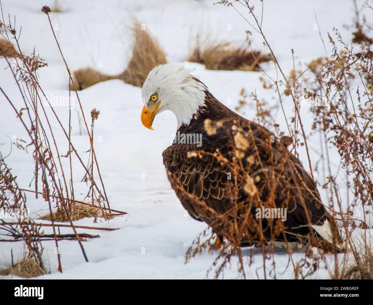 Bald eagle in field hi-res stock photography and images - Alamy