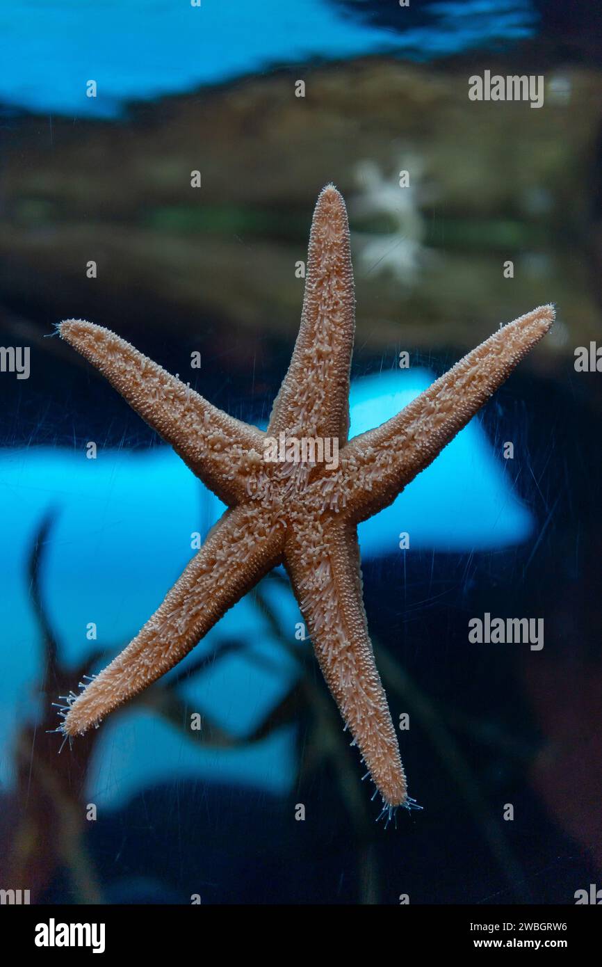 Underside of a starfish Stock Photo - Alamy