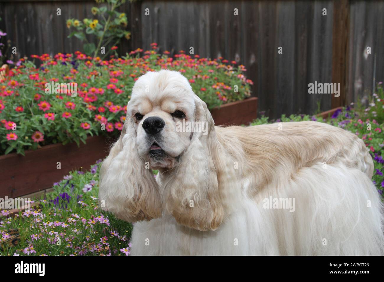 Cocker Spaniel standing in flower garden Stock Photo - Alamy