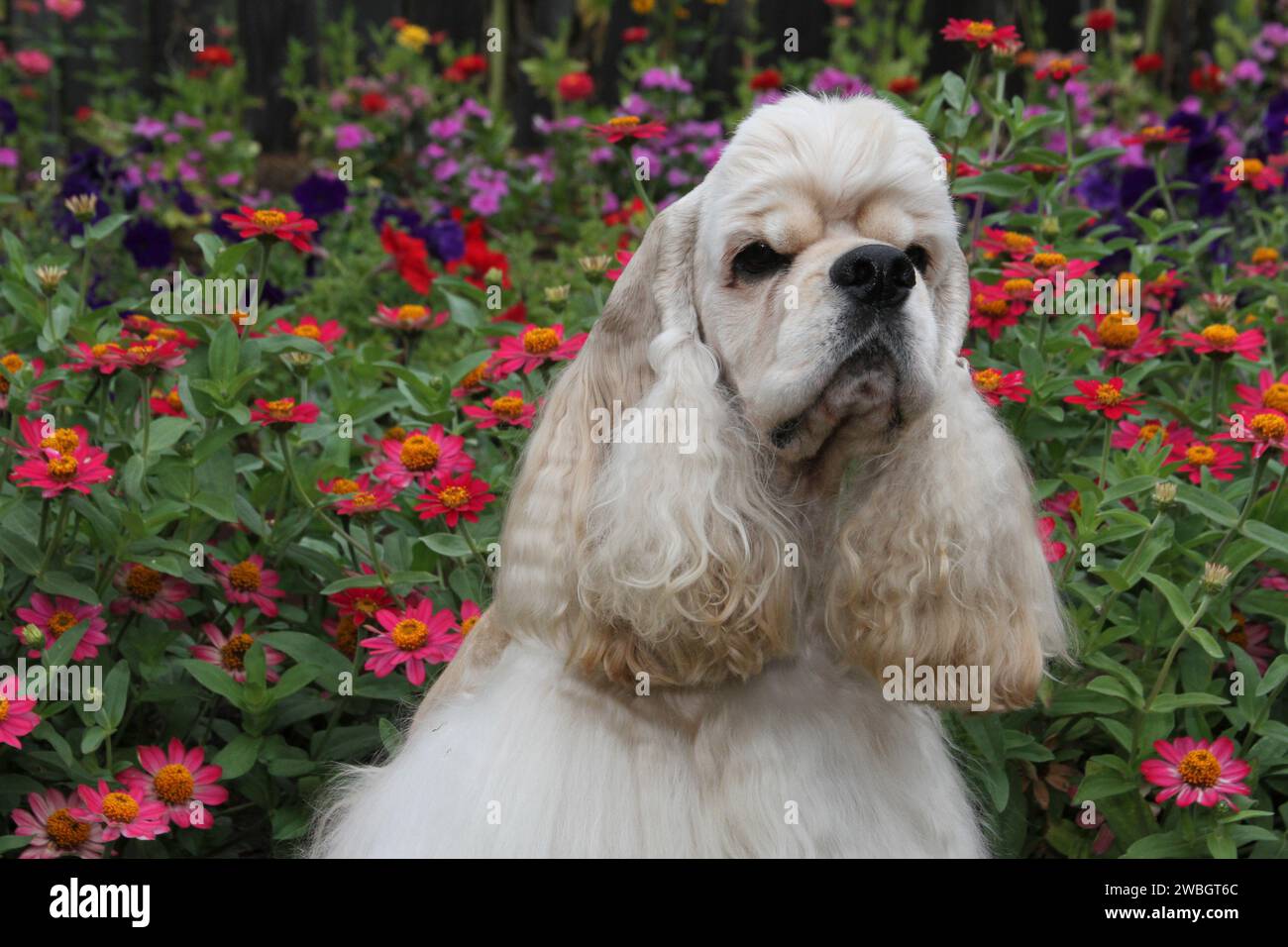 Cocker Spaniel portrait sitting in flower garden Stock Photo - Alamy