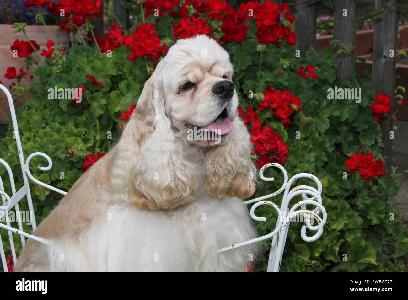 Cocker Spaniel sitting in flower garden Stock Photo - Alamy