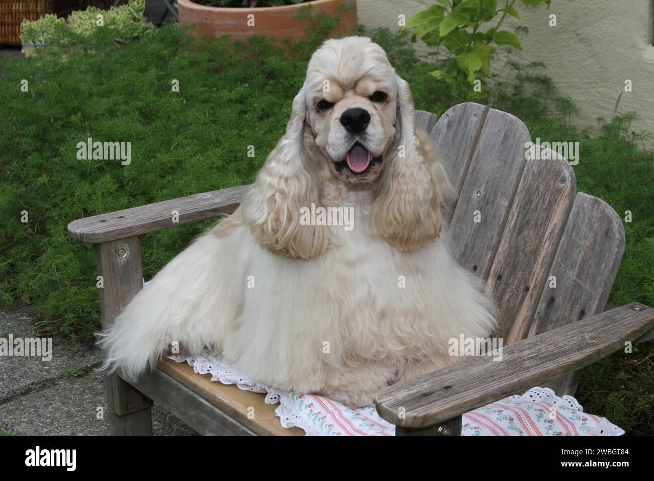Cocker Spaniel sitting on bench with greenery in background Stock Photo ...